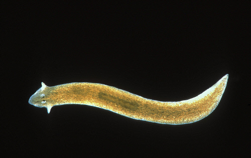 Planaria Animal
