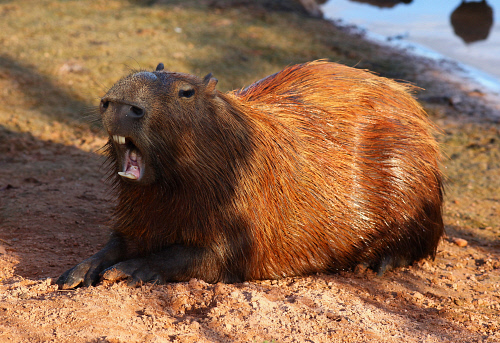 Capybara Teeth