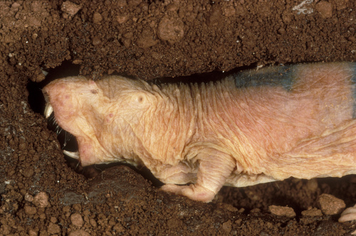 Naked Mole Rat Heterocephalus Glaber Worker Digging W Teeth By